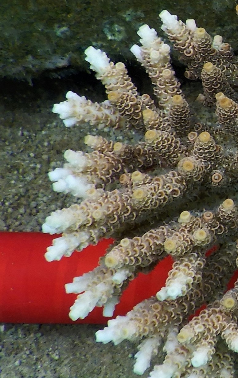 POTRET KONSERVASI: Coral Acropora millepora (brown light colour ...