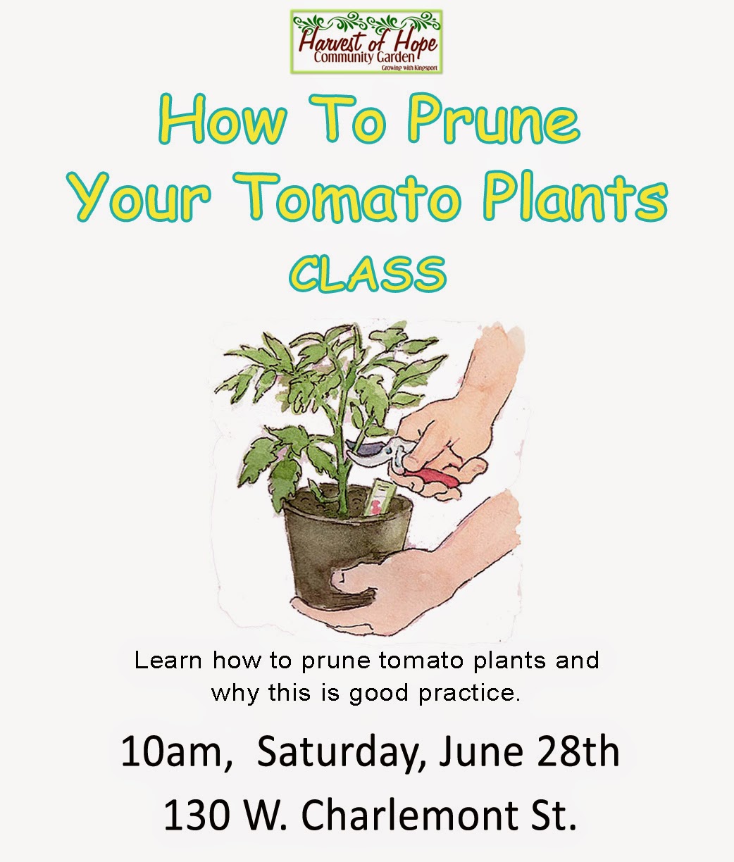 Harvest of Hope Community Garden: "How to Prune Your Tomato Plants" CLASS