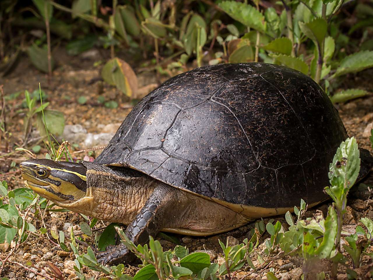 FAKTA KURA-KURA AMBON
