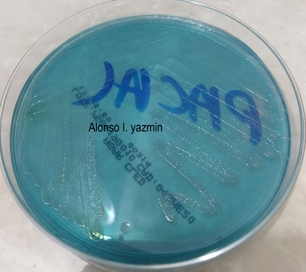 Bioquímica Diagnóstica BQD-YAI: Morganella morganni