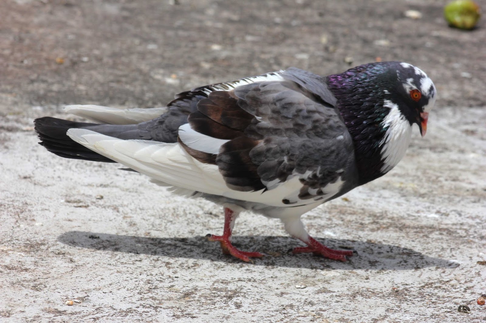 Merpati Tinggi Aduan Berdasarkan Karakter Warna ~ My sport-My Hobby