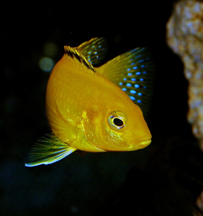 Ikan Lemon alias Yellow Cichlid / Electric Yellow Cichlid / Electric ...