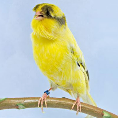 LOS CANARIOS DE POSTURA: Canarios Moñudos