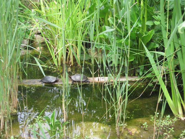 Clemmys guttata: la tortuga moteada: El estanque de las tortugas