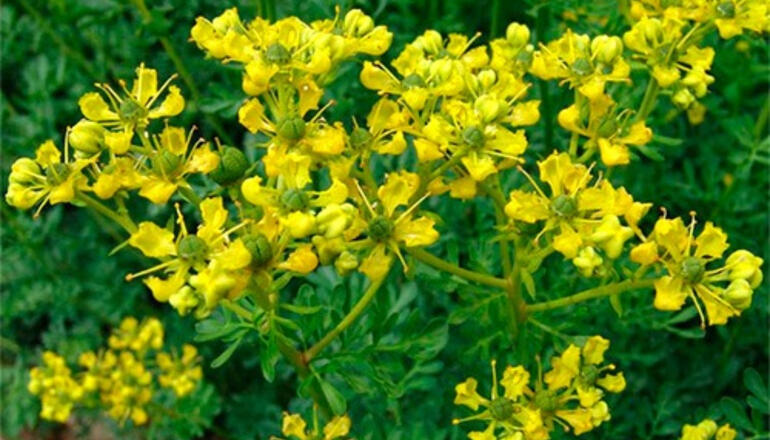 Propiedades y beneficios de la Ruda que no conocías, su uso mágico para ...