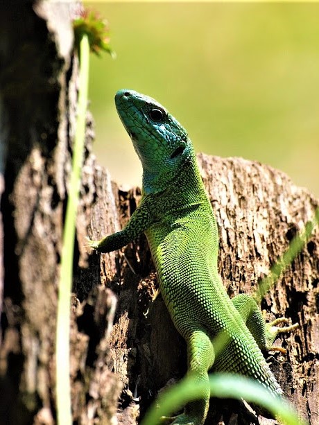 Traseu 4: La "vanatoare de bureti" (varianta 2)