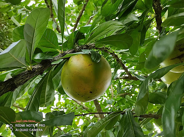 Berkenalan dengan Buah Labu Kayu @ Buah Maja @ Delima Batu @ Applewood ...