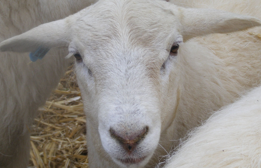 Australian White Sheep Facts, Temperament, Breeding Cycle, Lambing ...