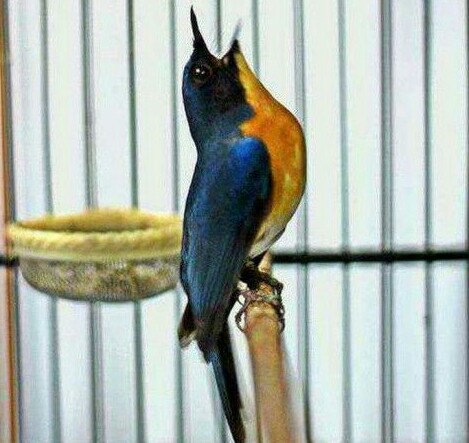 POLA PERAWATAN HARIAN BURUNG TLEDEKAN AGAR SELALU GACOR | DUNIA HOBI BURUNG