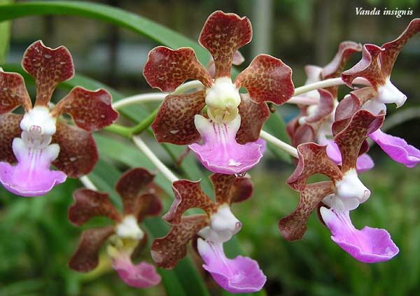 Acine orhideje info: Vanda (vrste D - J)