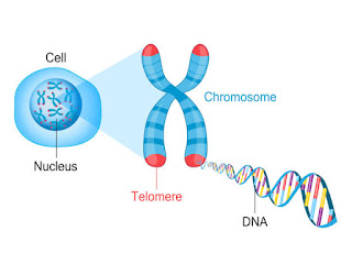 Structure of chromosomes: