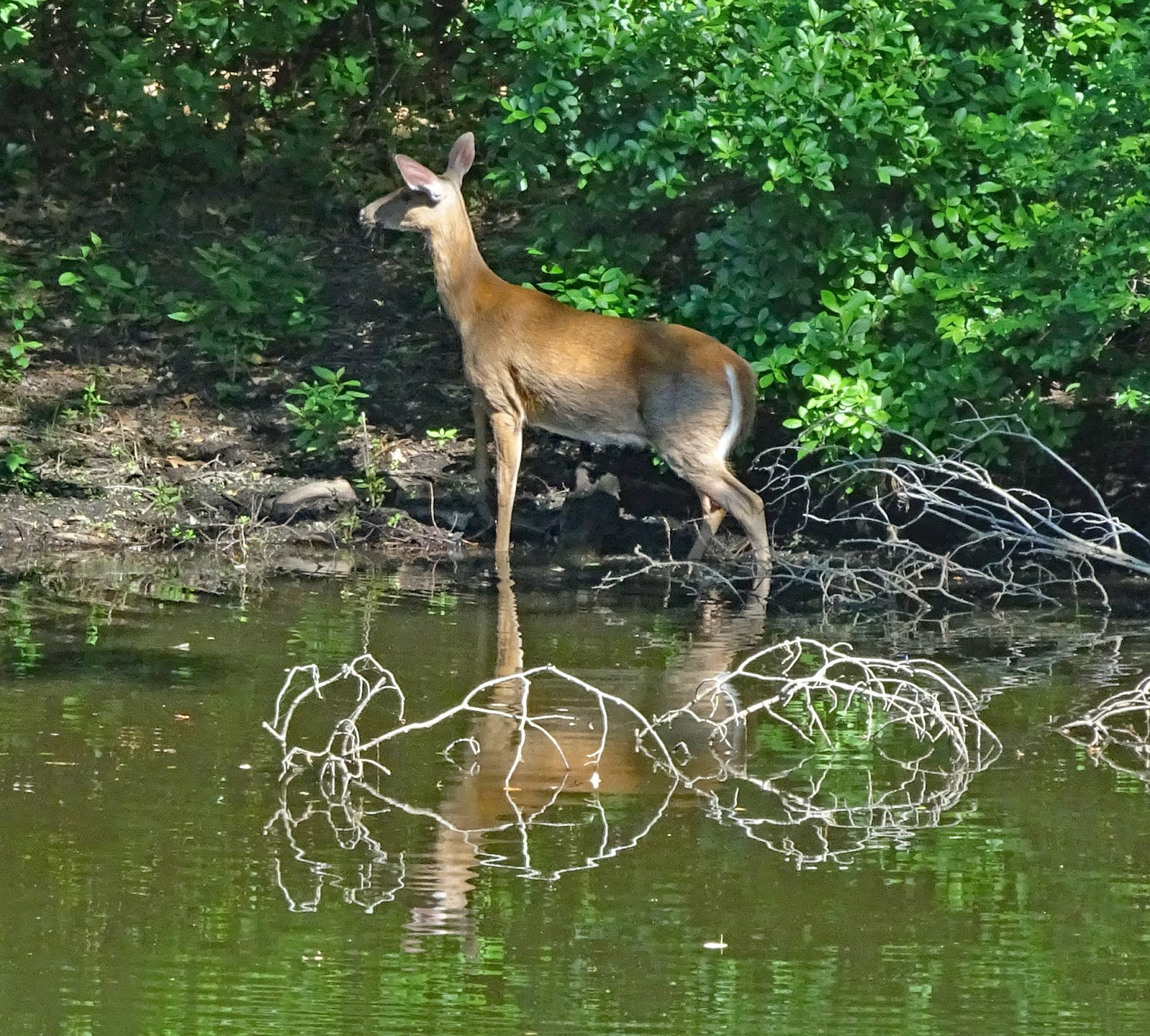 Joe's Retirement Blog: Pond Life, Manomet, Plymouth, Massachusetts, USA