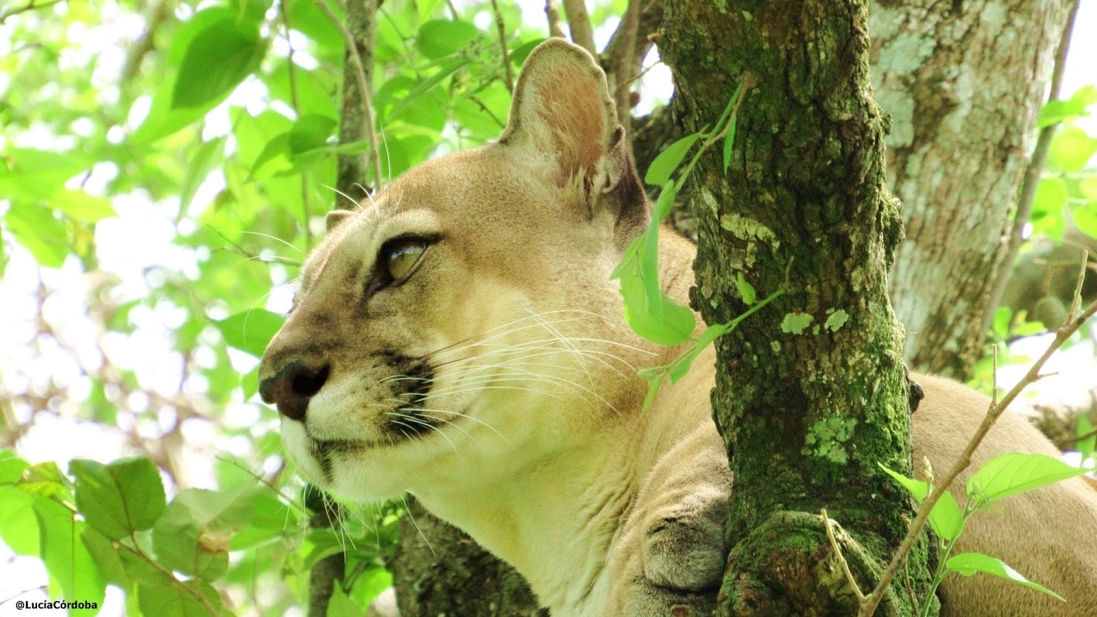La Guata del Pauto: LA HISTORIA DE UN PUMA LLAMADO “COCONUCO”