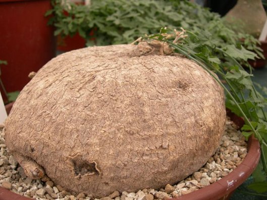 Los GRANDES Beneficios del WEREKE para la Diabetes