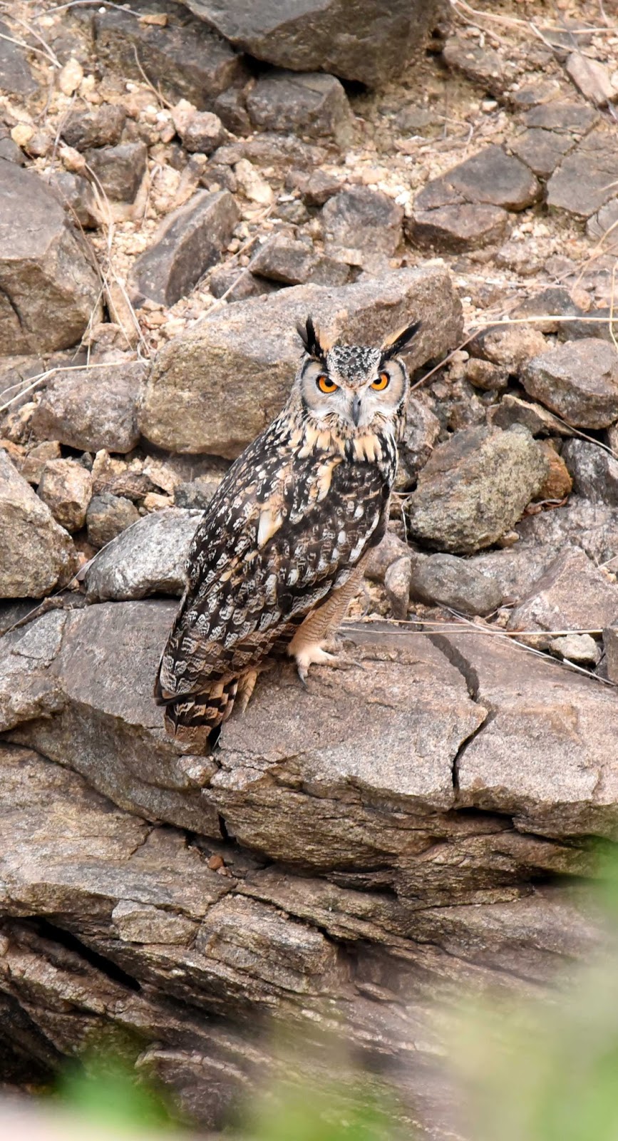 VISWANATH S: Gangavathi-Daroji Sloth Bear Sanctuary-July 2017