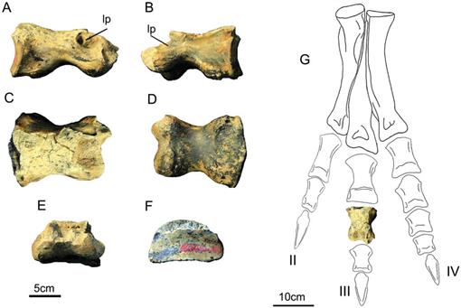 My Prehistoric Saga: Tyrannosaurus rex Specimen Sizes.