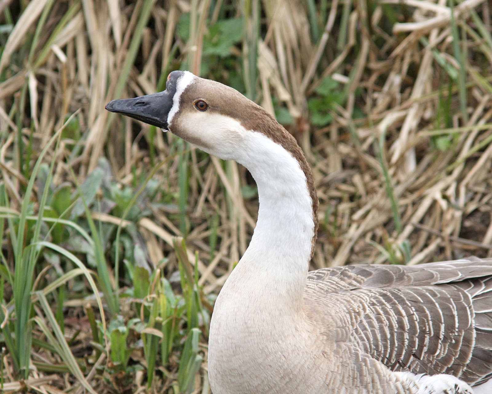 Northamptonshire Birding: En-mass arrival
