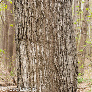 Arbres des parcs-nature et boisés de Montréal: Écorce des érables
