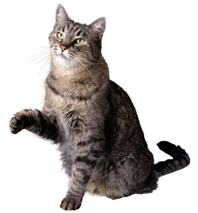 Cómo persuadir a un gato para que coma pimienta