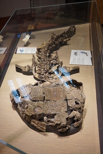 Hirokazu Tokugawa's Paleo Sculpture: Queensland Museum