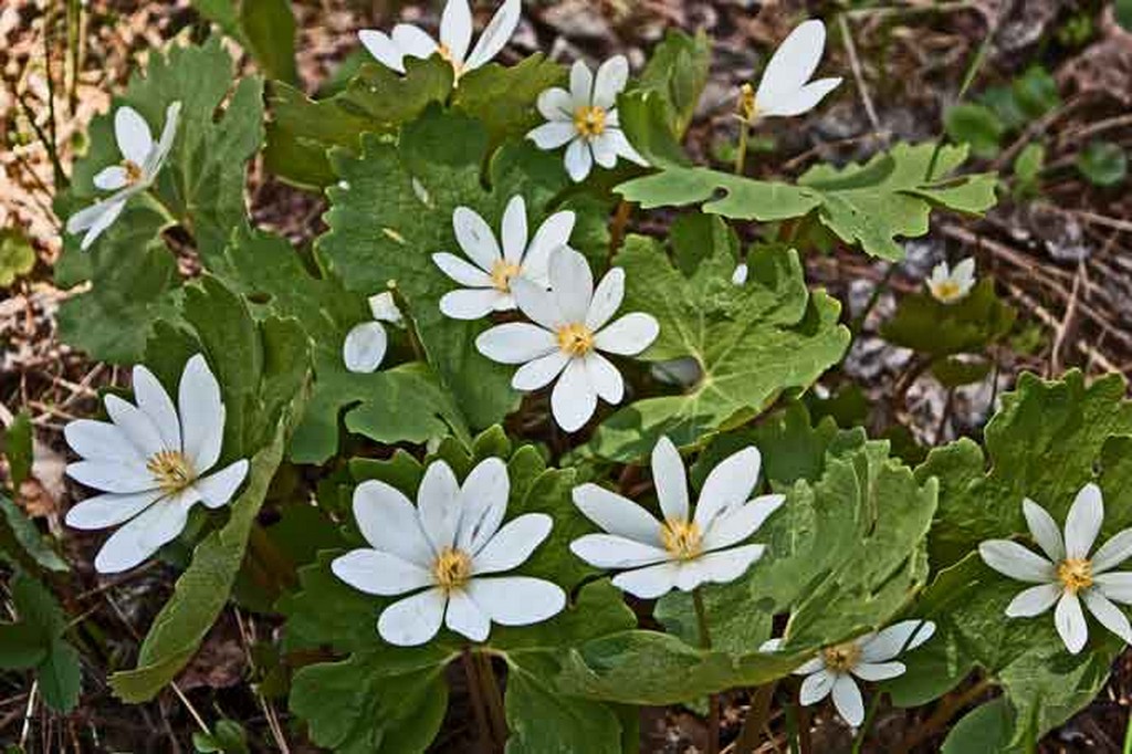 flowers for flower lovers.: Bloodroot flowers.