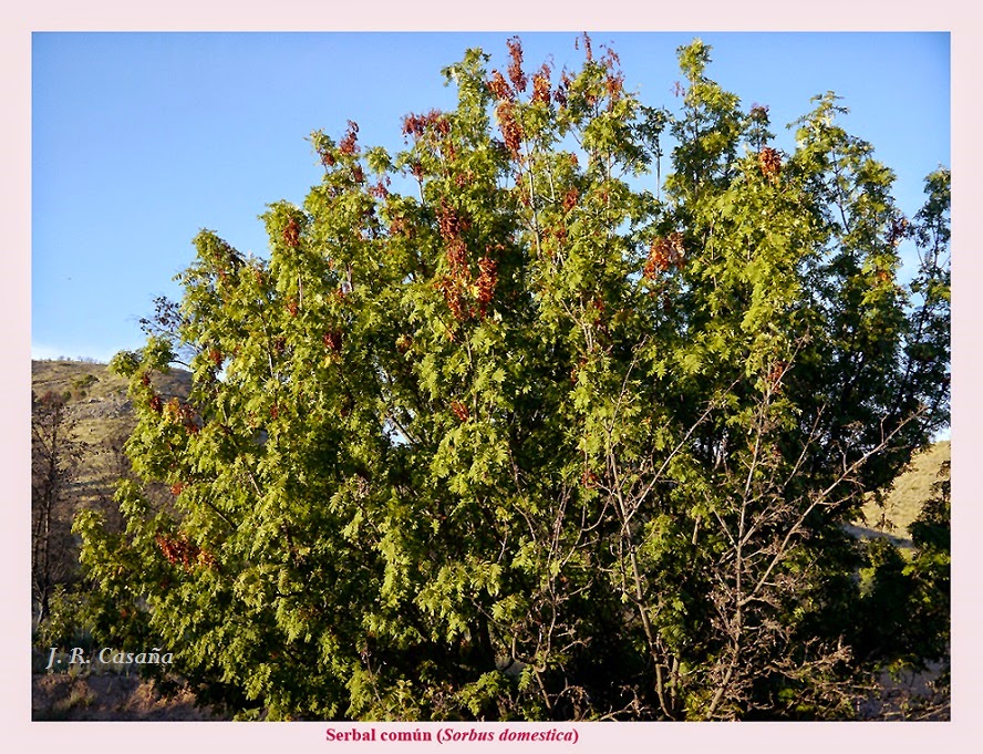 El Gallipato Alcublano: Serbal común (Sorbus domestica)