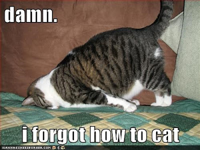 True Book Addict...Books, Cats, and More: Cat Thursday - I Forgot!!!