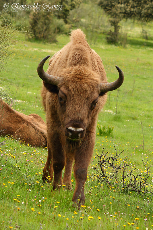 Naturaleza y fotografía: Bisontes