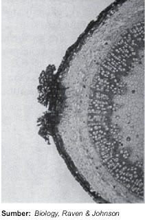 Struktur Jaringan Penyusun Batang Dikotil:blog info
