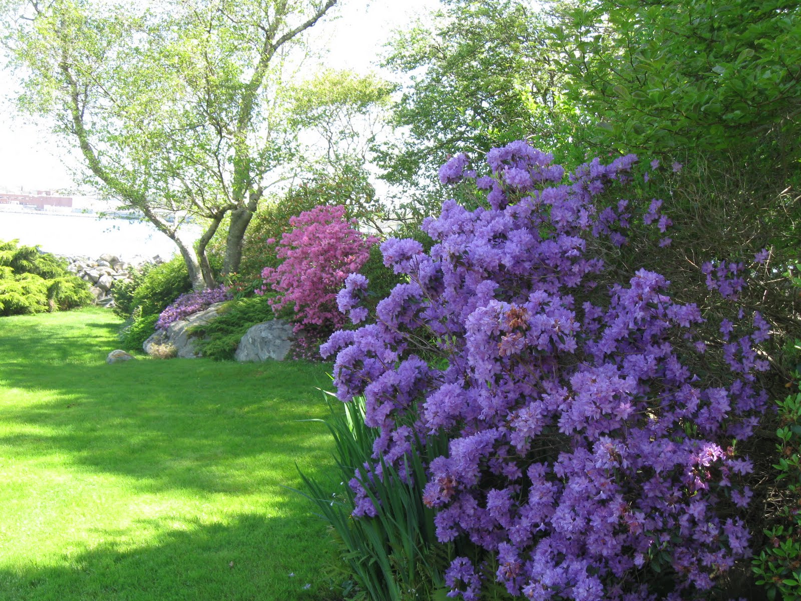 Garden Dream: Rhododendron Gardens