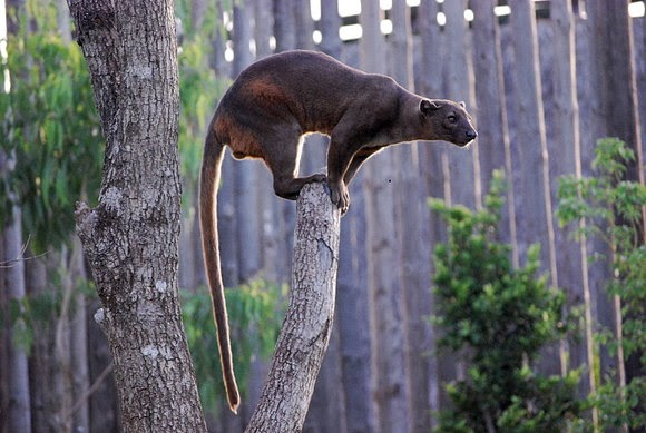 Animals of the world: Cryptoprocta spelea