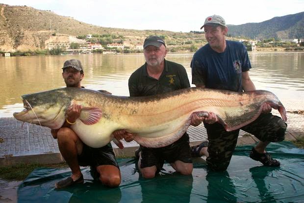 Declans Blog: Massive albino catfish landed in Spain