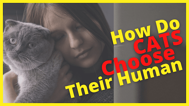How Do Cats Choose Their Human? - Pets furry