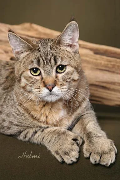 Mau Mew: What domestic cat looks like a bobcat?