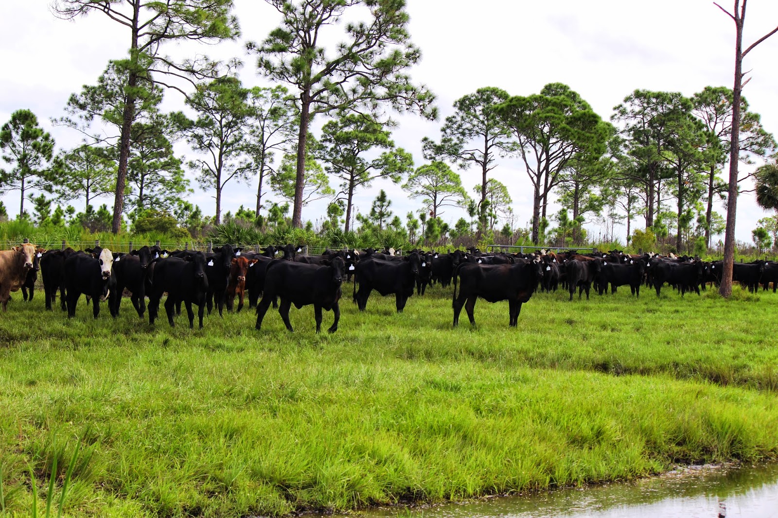 Take Another Road: Hunting and Fishing Babcock Ranch
