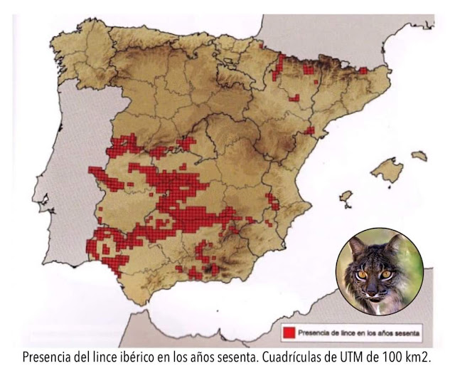 CURIOSO POR NATURALEZA: LINCE IBÉRICO. HITOS EN SU CONSERVACIÓN (siglo ...