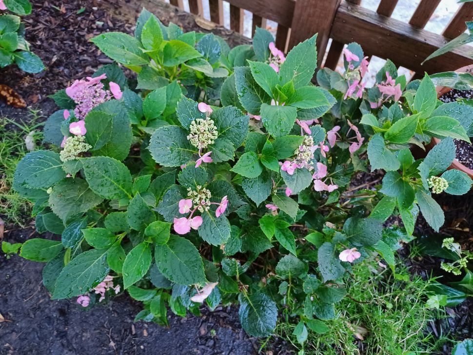 Future Plants by Randy Stewart: Hydrangea - Other Species