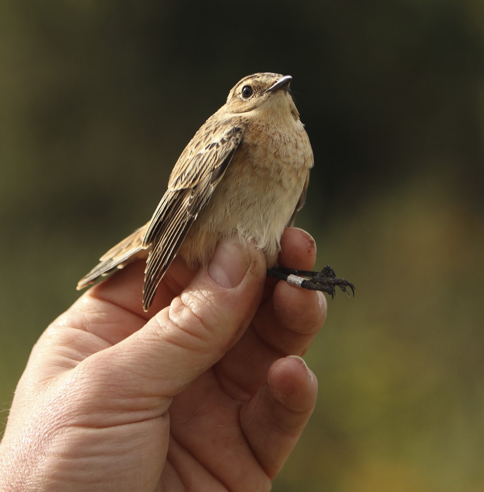 Walker's Wildlife Photography: Bird Ringing