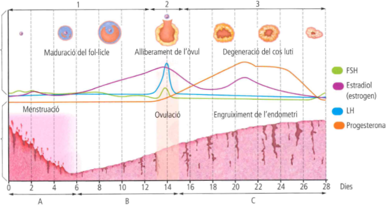 Biologia i Geologia : Unitat 4: La reproducció humana