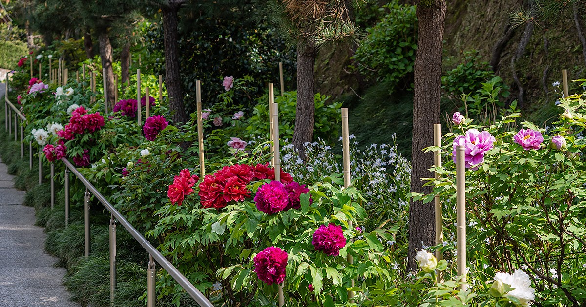 FROM THE GARDEN OF ZEN: Botan (Paeonia suffruticosa) flowers: Kencho-ji