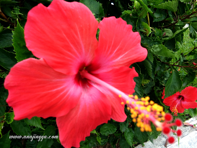Cantiknya Bunga Raya Bunga Kebangsaan Malaysia
