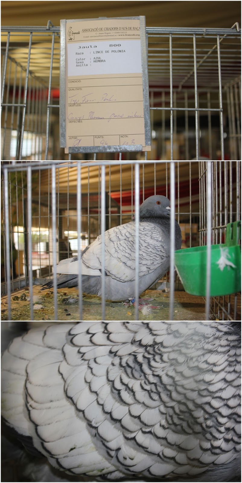 Mis amigas las palomas: Fotos palomas de raza