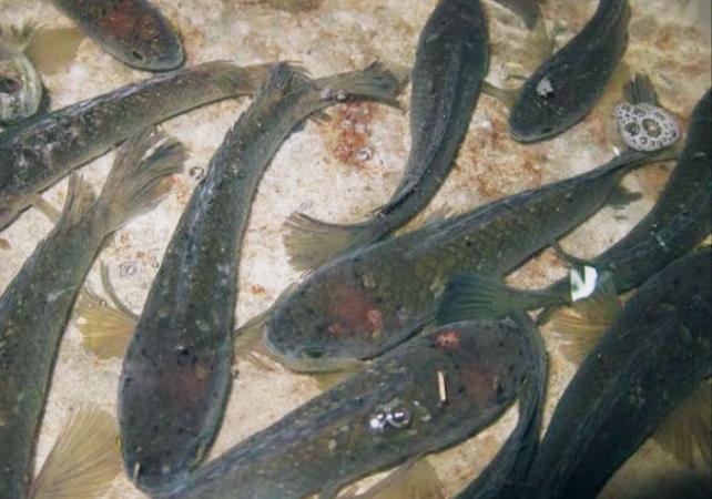 spesiesjenisikan: jenis-jenis ikan gabus Ikan Gabus