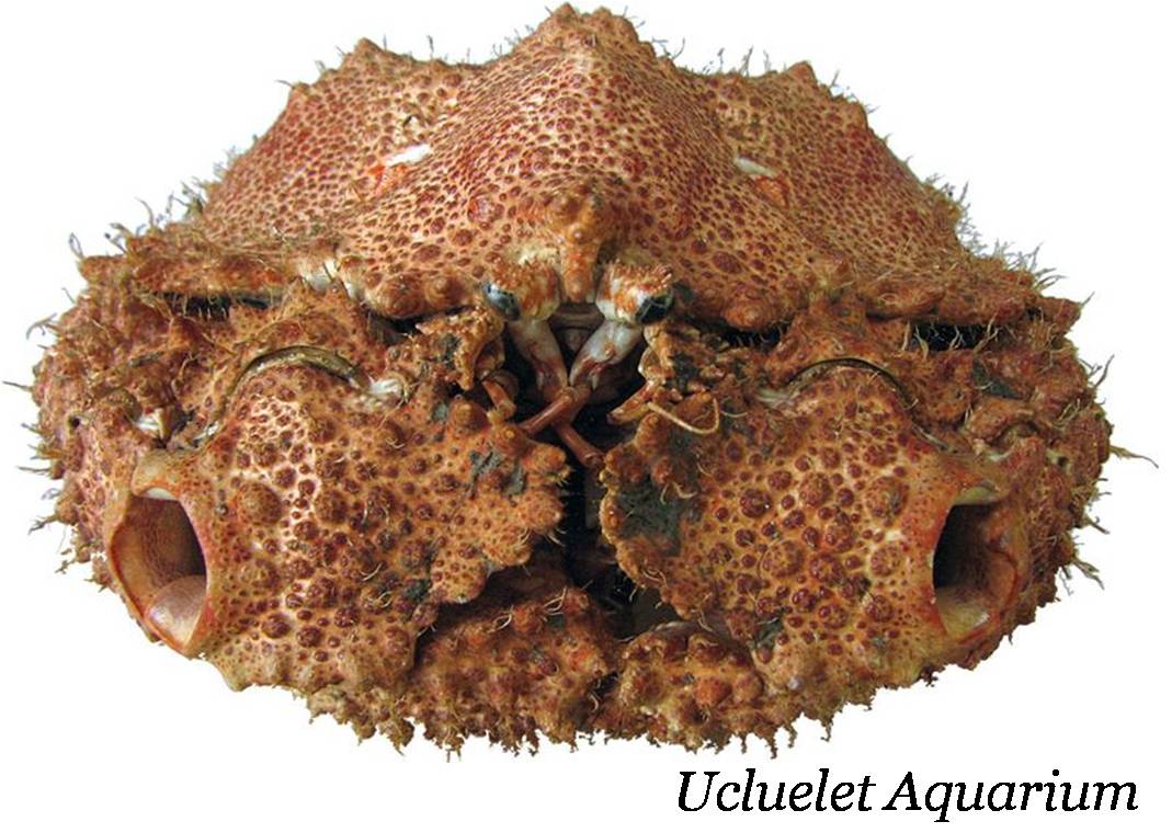 Brown box crab - Alchetron, The Free Social Encyclopedia