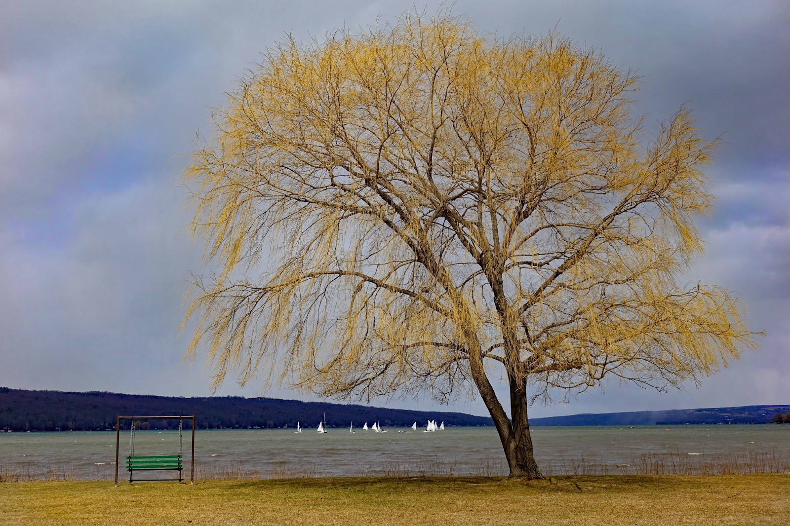Joe's Retirement Blog: A Willow Tree, Stewart Park, Ithaca, New York, USA
