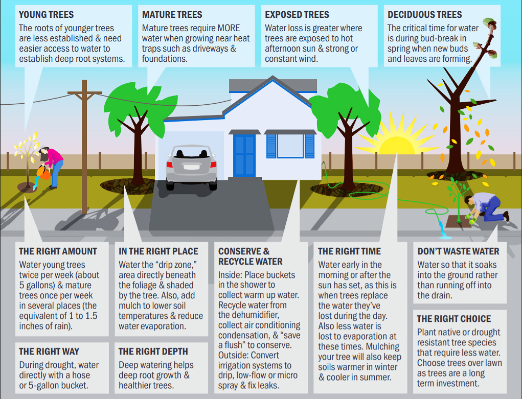 INBUILT LANDSCAPE: Do it yourself DIY Tree deep watering system
