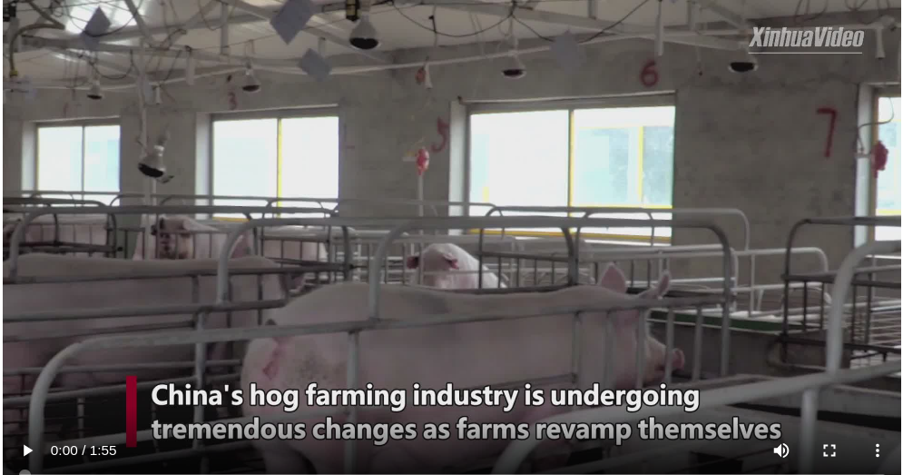 The birth of Modern Man: Modernizing China's pig farming industry