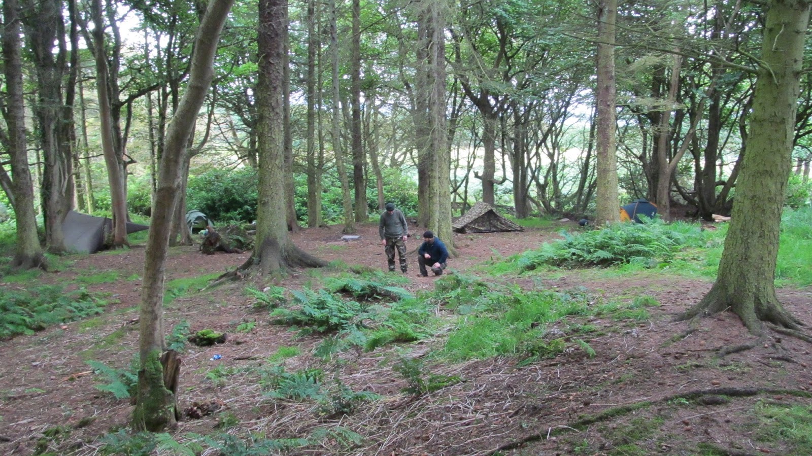 BUZZARD BUSHCRAFT: Northern Ireland Bushcraft Club