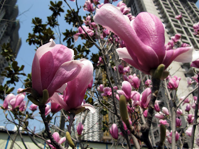 Mitten Meets Shanghai: Spring!