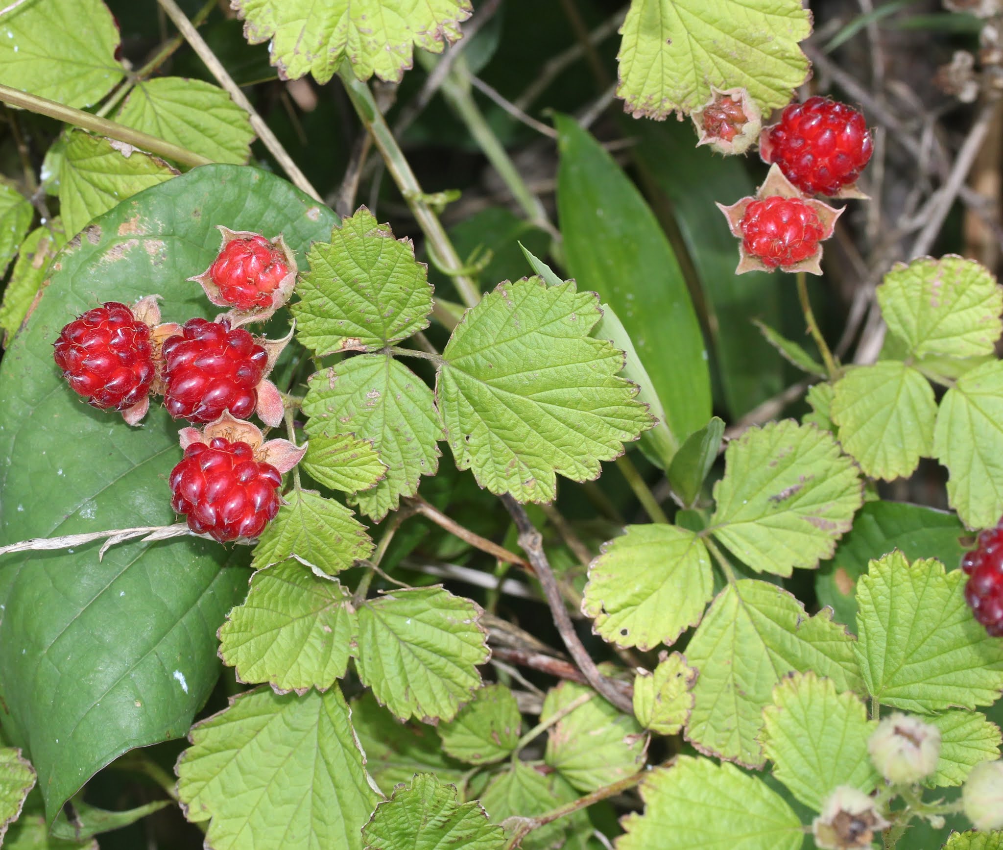 Australian Native Raspberry in Plant of the Week | Real World Gardener ...